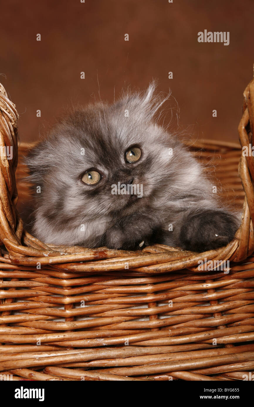 Highland Fold Kitten Stock Photo - Alamy