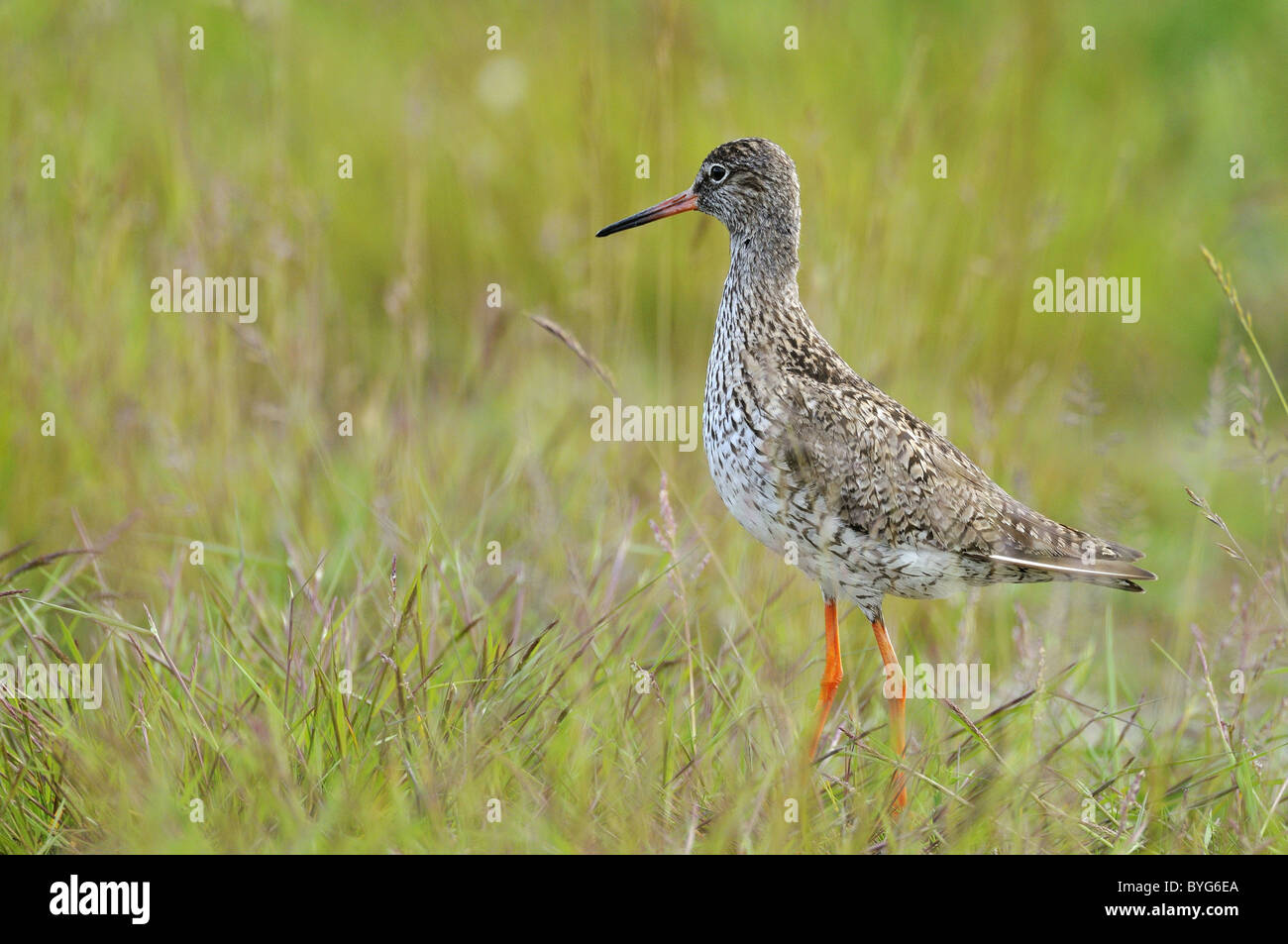 Bird redshank hi-res stock photography and images - Alamy