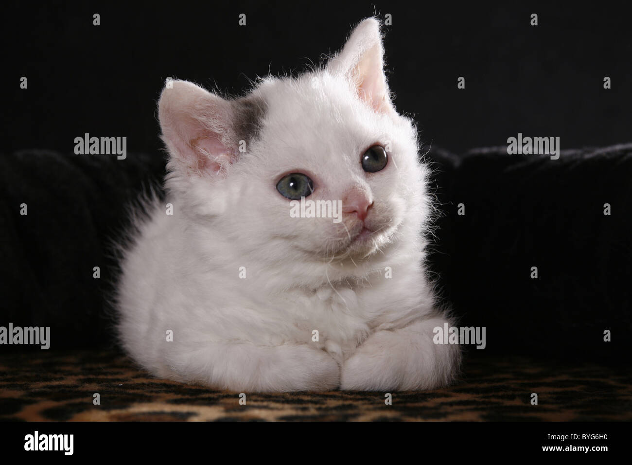 Selkirk Rex Kitten Stock Photo - Alamy