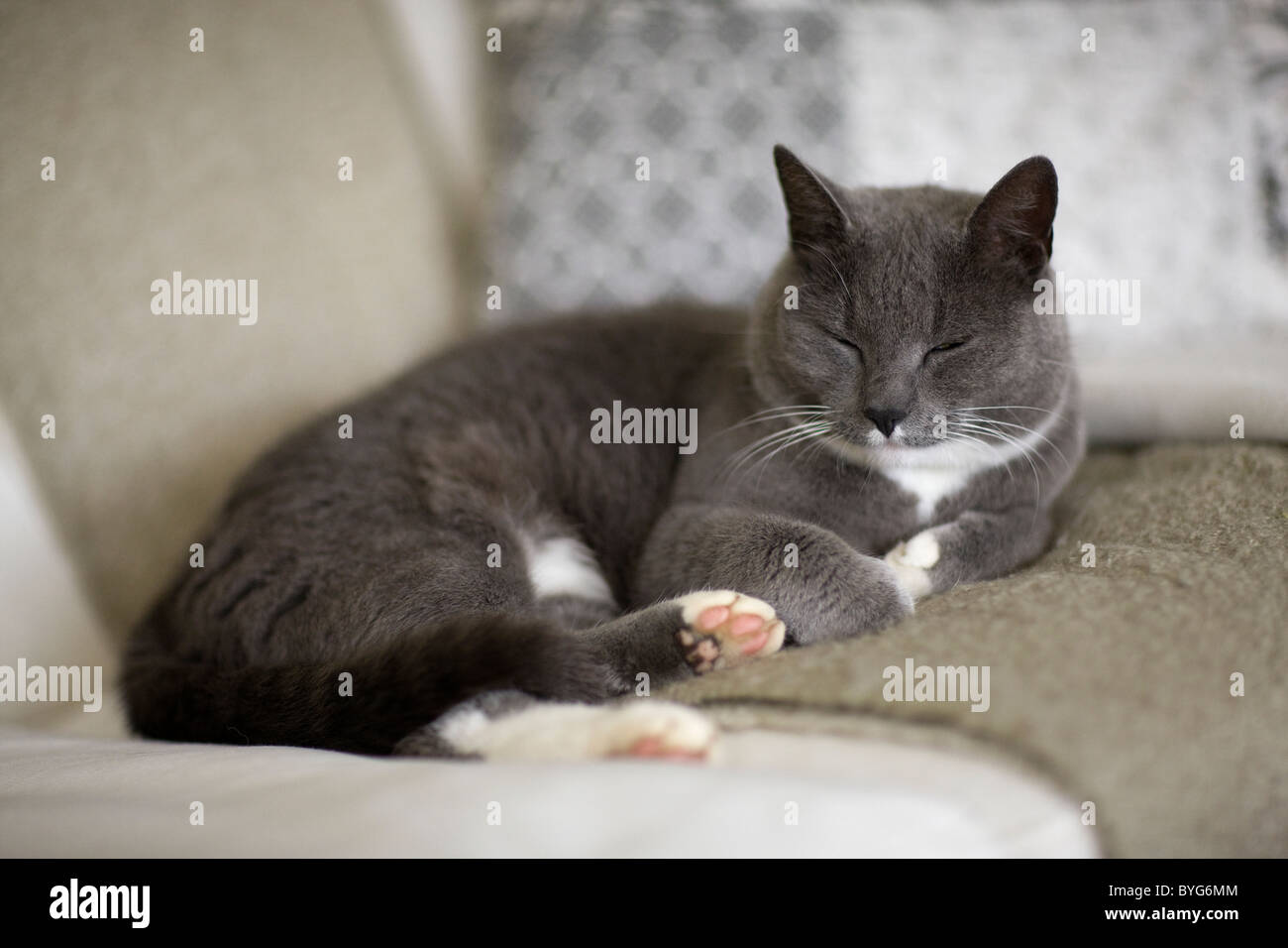 Cat sofa hi-res stock photography and images - Alamy