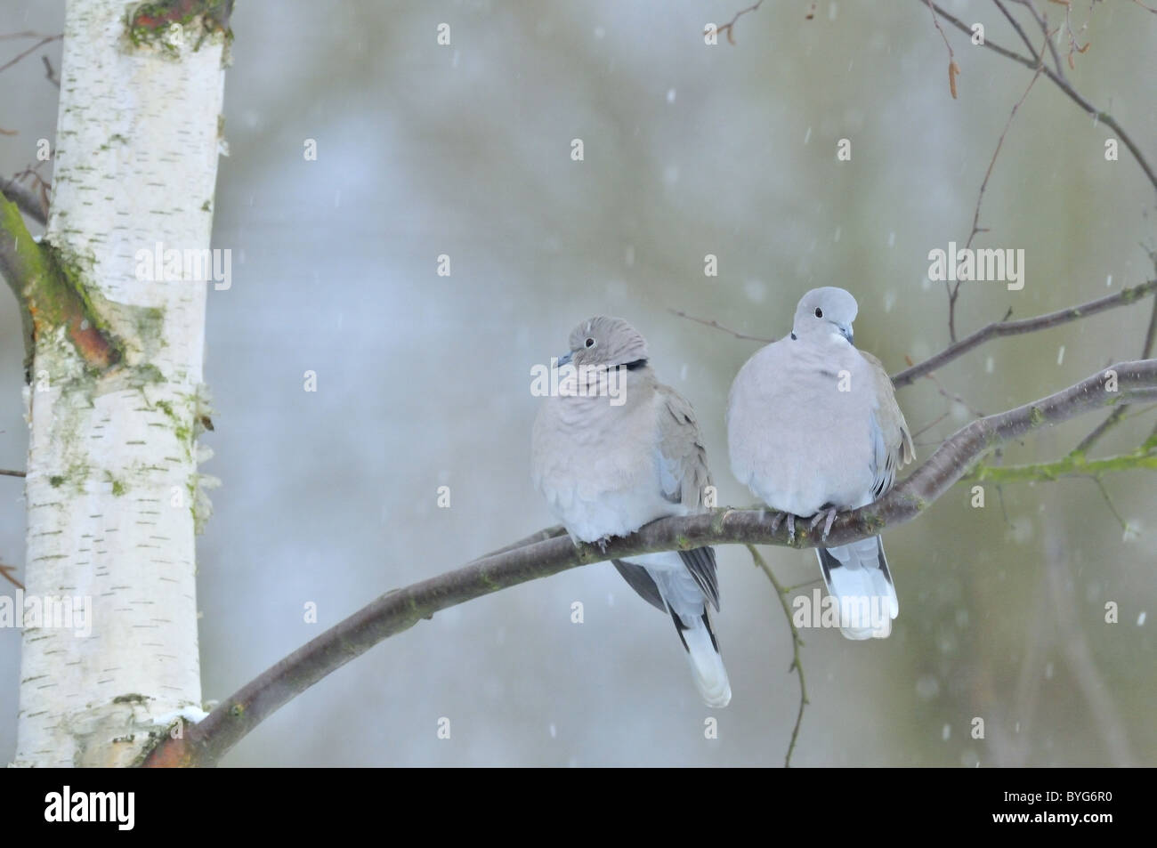 Two collared doves in a tree in winter in the snow Stock Photo - Alamy