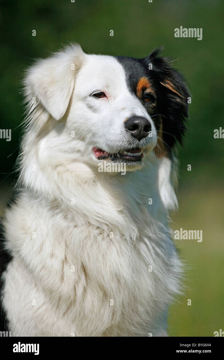 Australian Shepherd Portrait Stock Photo - Alamy