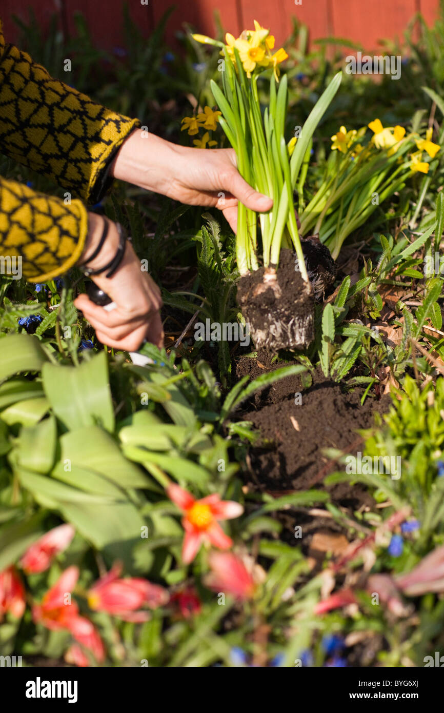 Woman planting flowers Stock Photo - Alamy