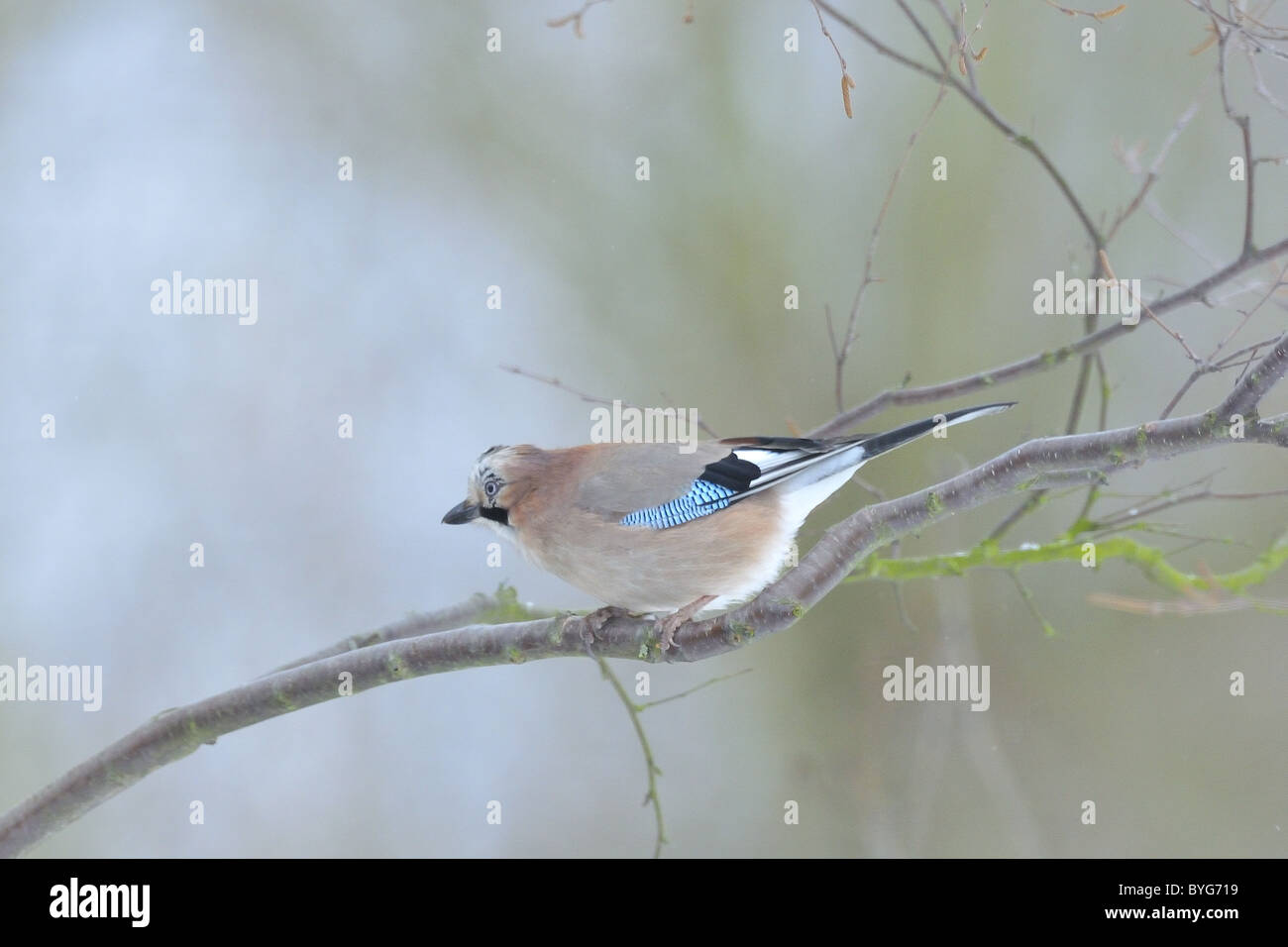 Jay in winter in a tree,with snow Stock Photo - Alamy