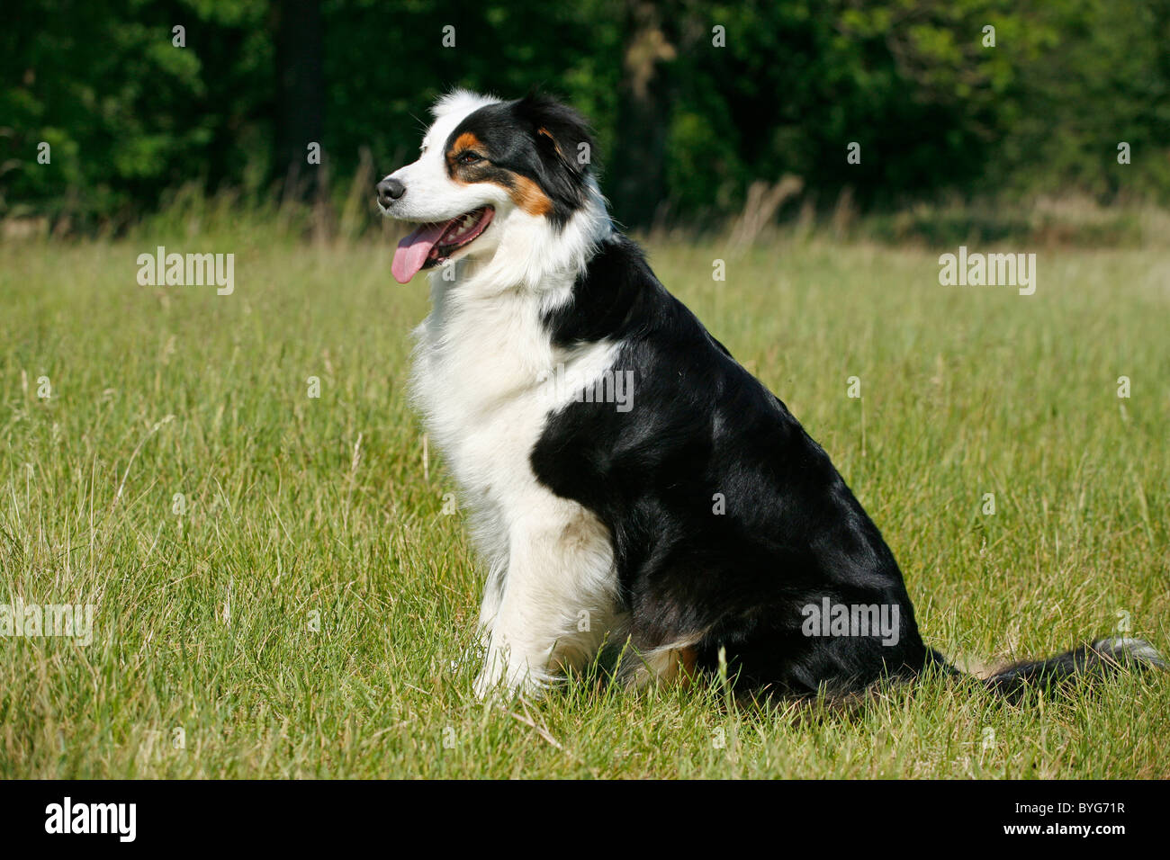 Usa sitz hi-res stock photography and images - Alamy