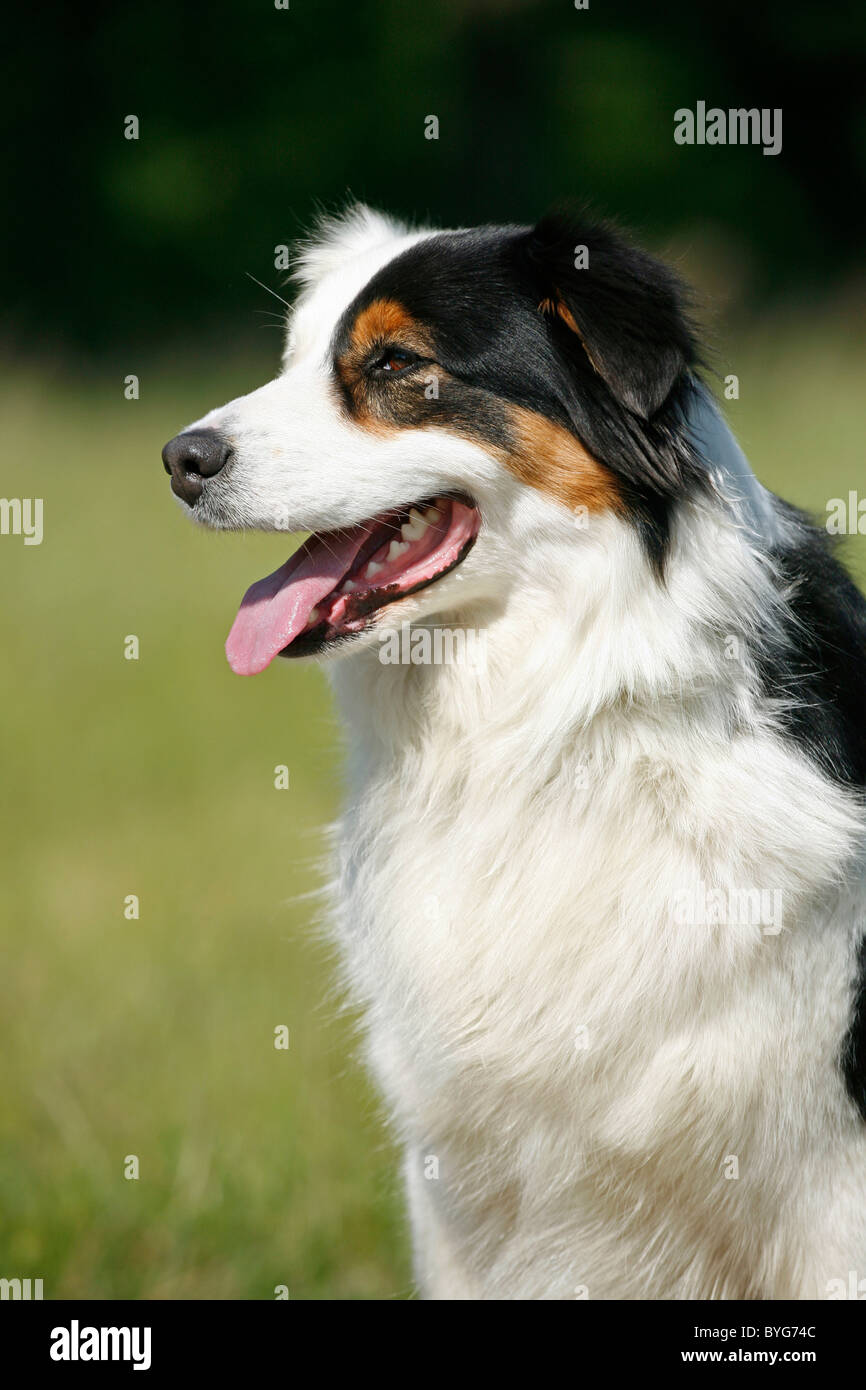 Pure bred australian shepherd hi-res stock photography and images - Alamy