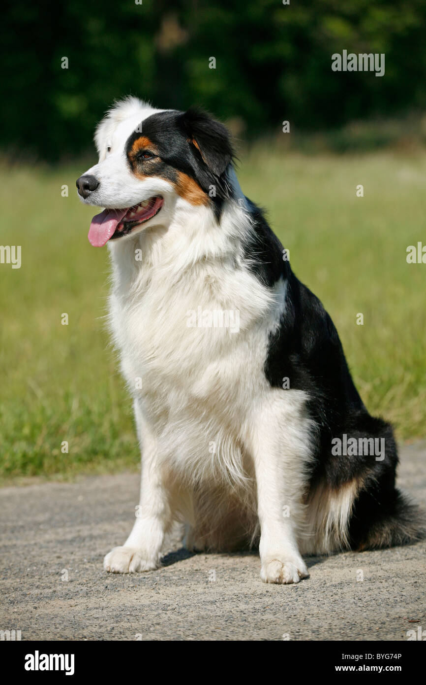 sitzender Australian Shepherd / sitting Australian Shepherd Stock Photo ...