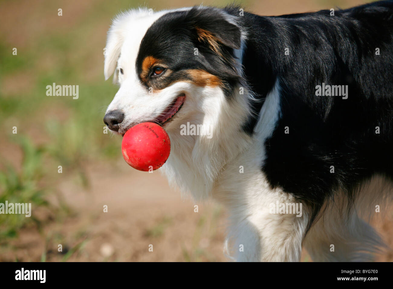Australian Shepherd Portrait Stock Photo - Alamy