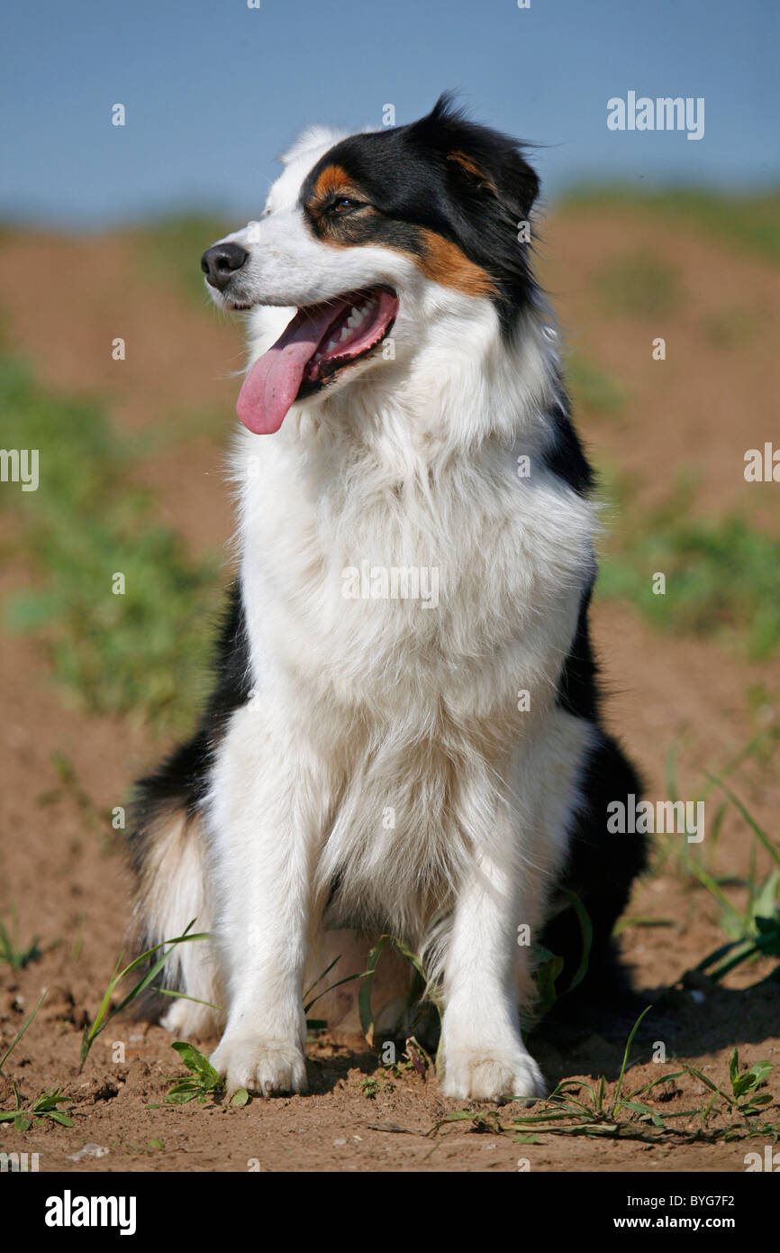 sitzender Australian Shepherd / sitting Australian Shepherd Stock Photo ...