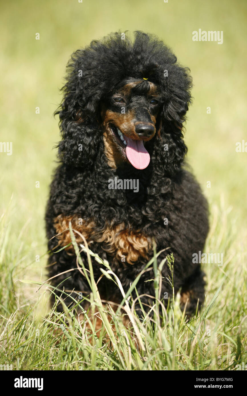 Pudel Dame / Poodle Stock Photo - Alamy