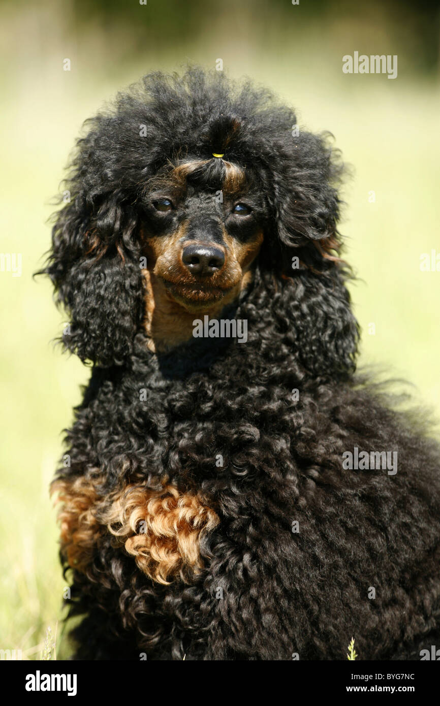 Pudel Dame / Poodle Stock Photo - Alamy