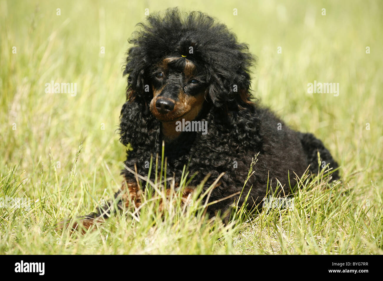Pudel Dame / Poodle Stock Photo - Alamy