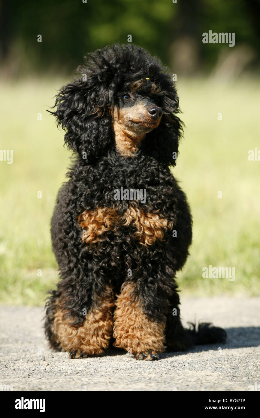 Sitting black and tan poodle hi-res stock photography and images - Alamy