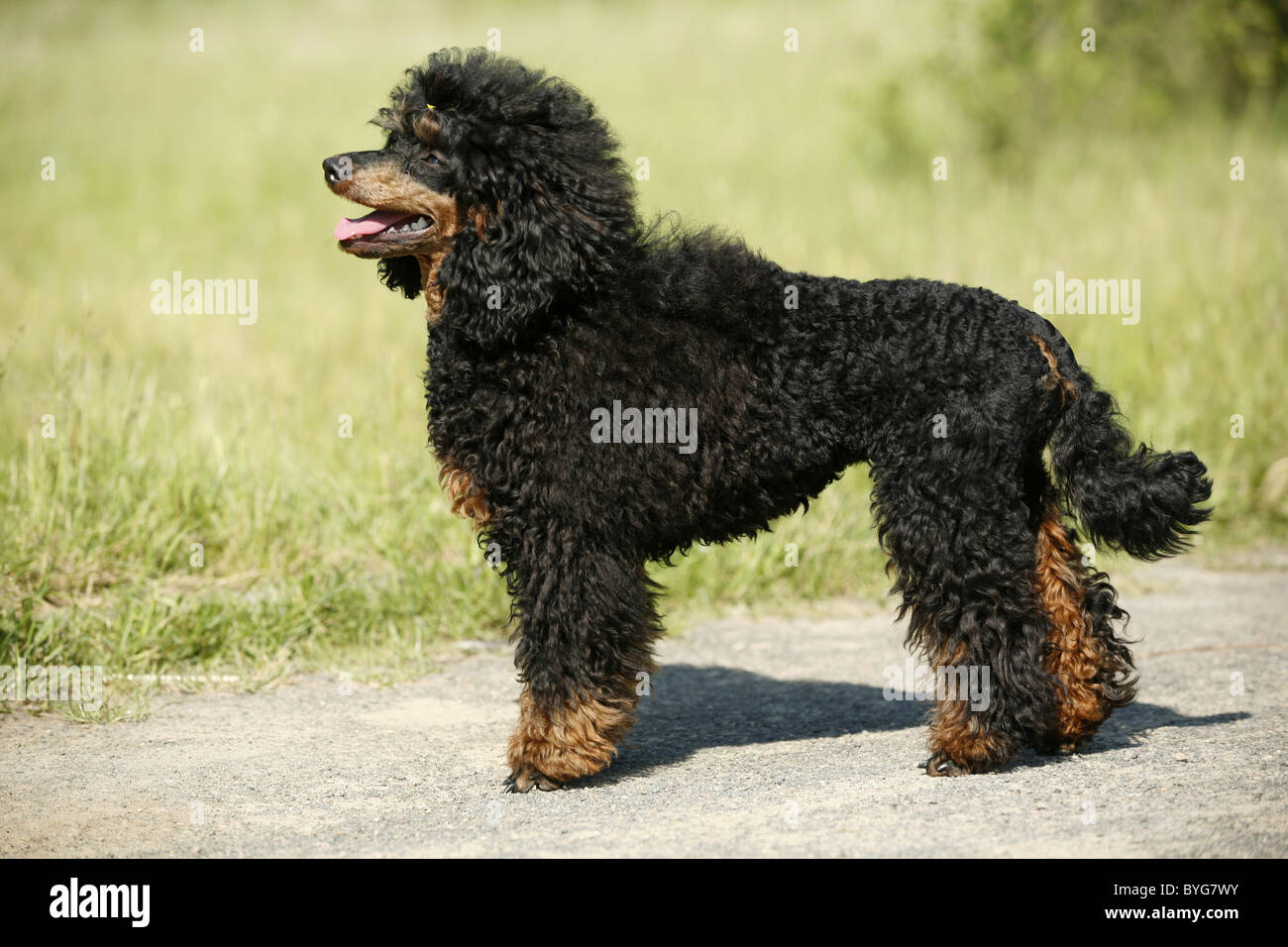 Pudel Dame / Poodle Stock Photo - Alamy