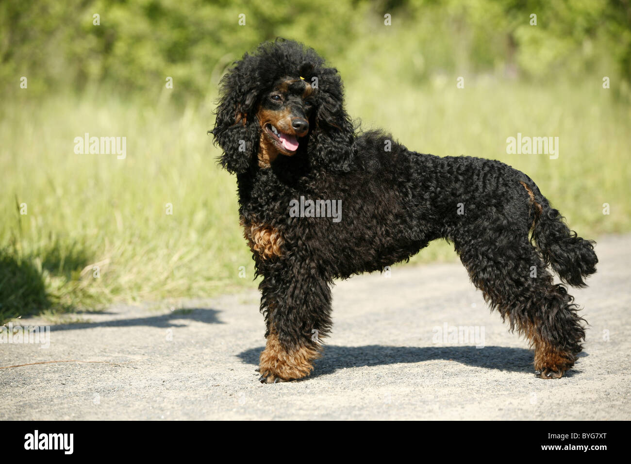 Pudel Dame / Poodle Stock Photo - Alamy