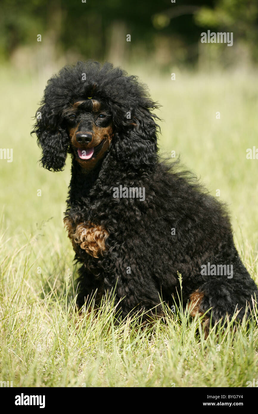 Pudel Dame / Poodle Stock Photo - Alamy