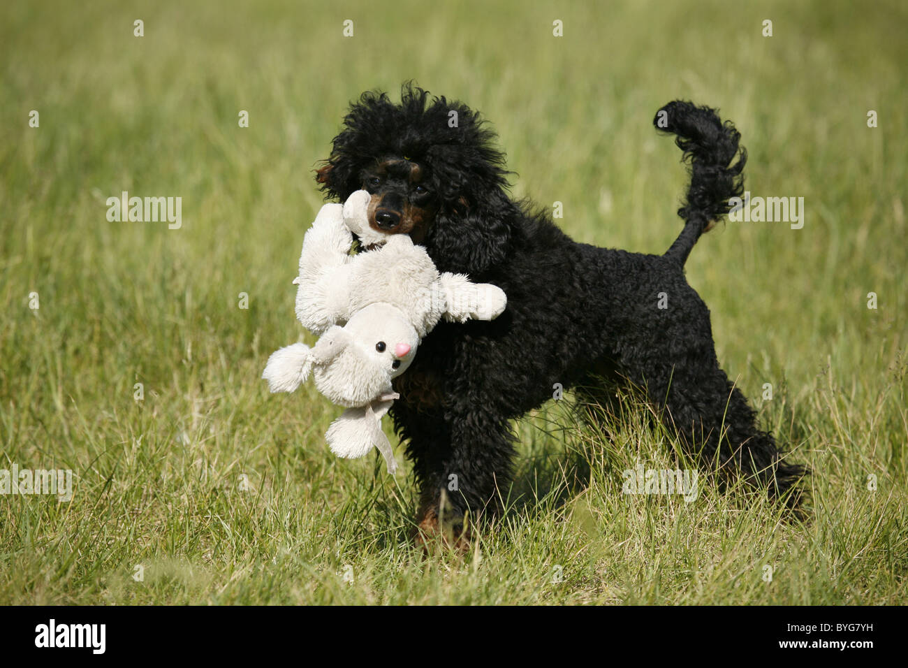 Pudel toy hi-res stock photography and images - Alamy