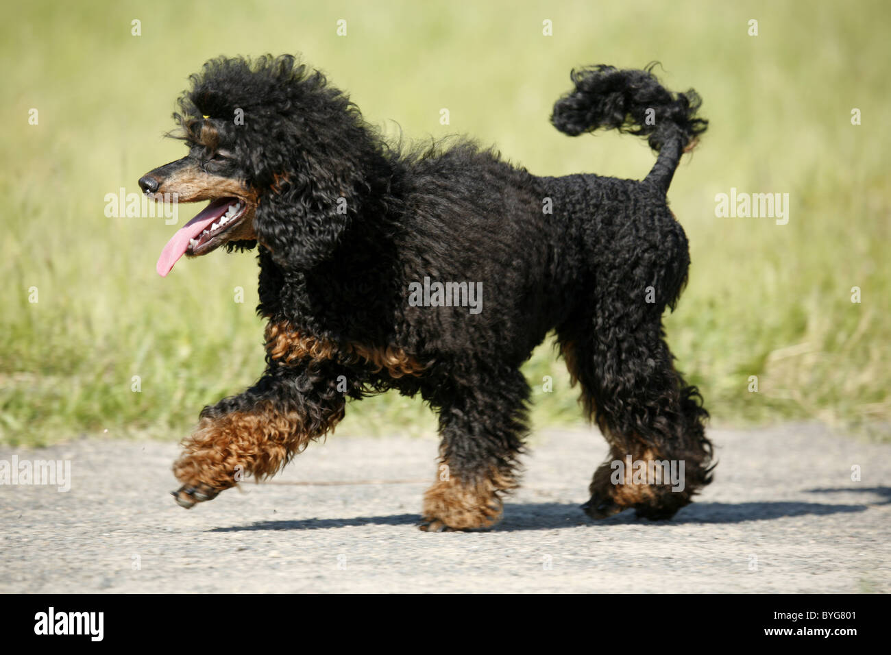 Pudel Dame / Poodle Stock Photo - Alamy