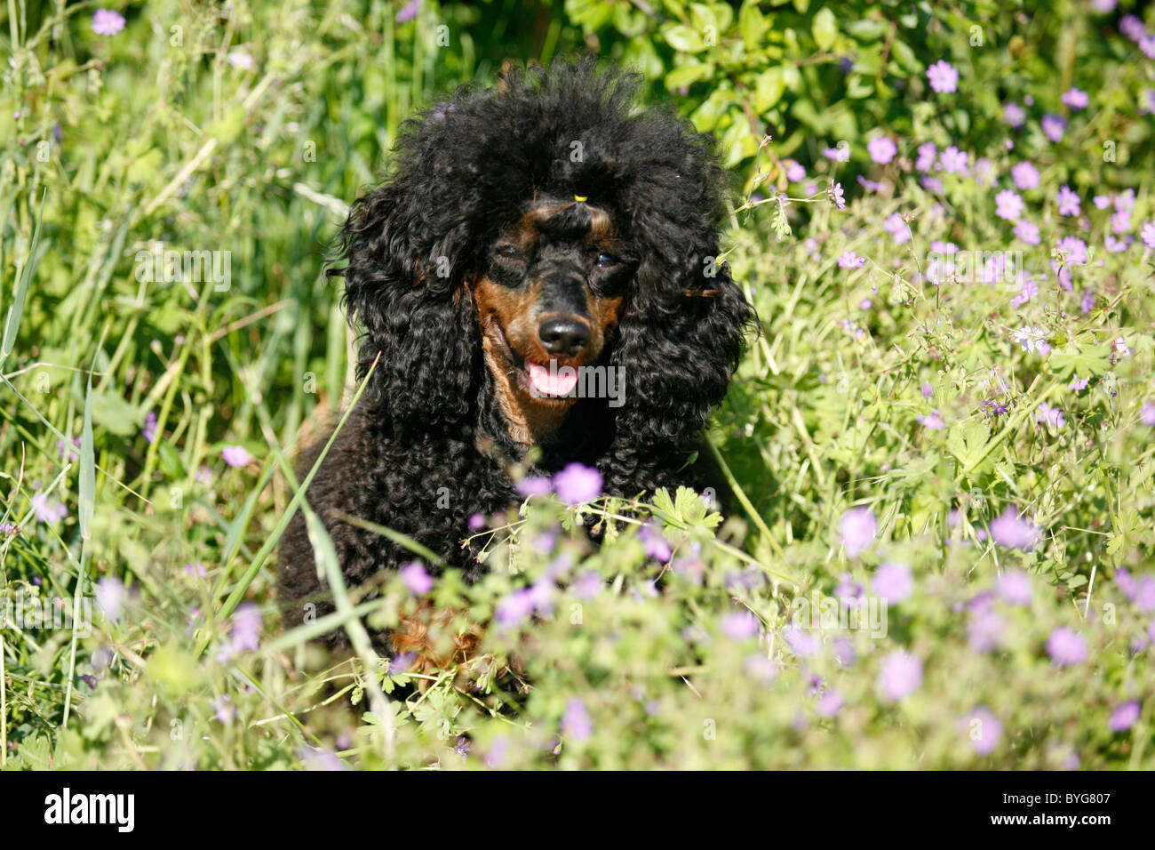 Pudel Dame / Poodle Stock Photo - Alamy