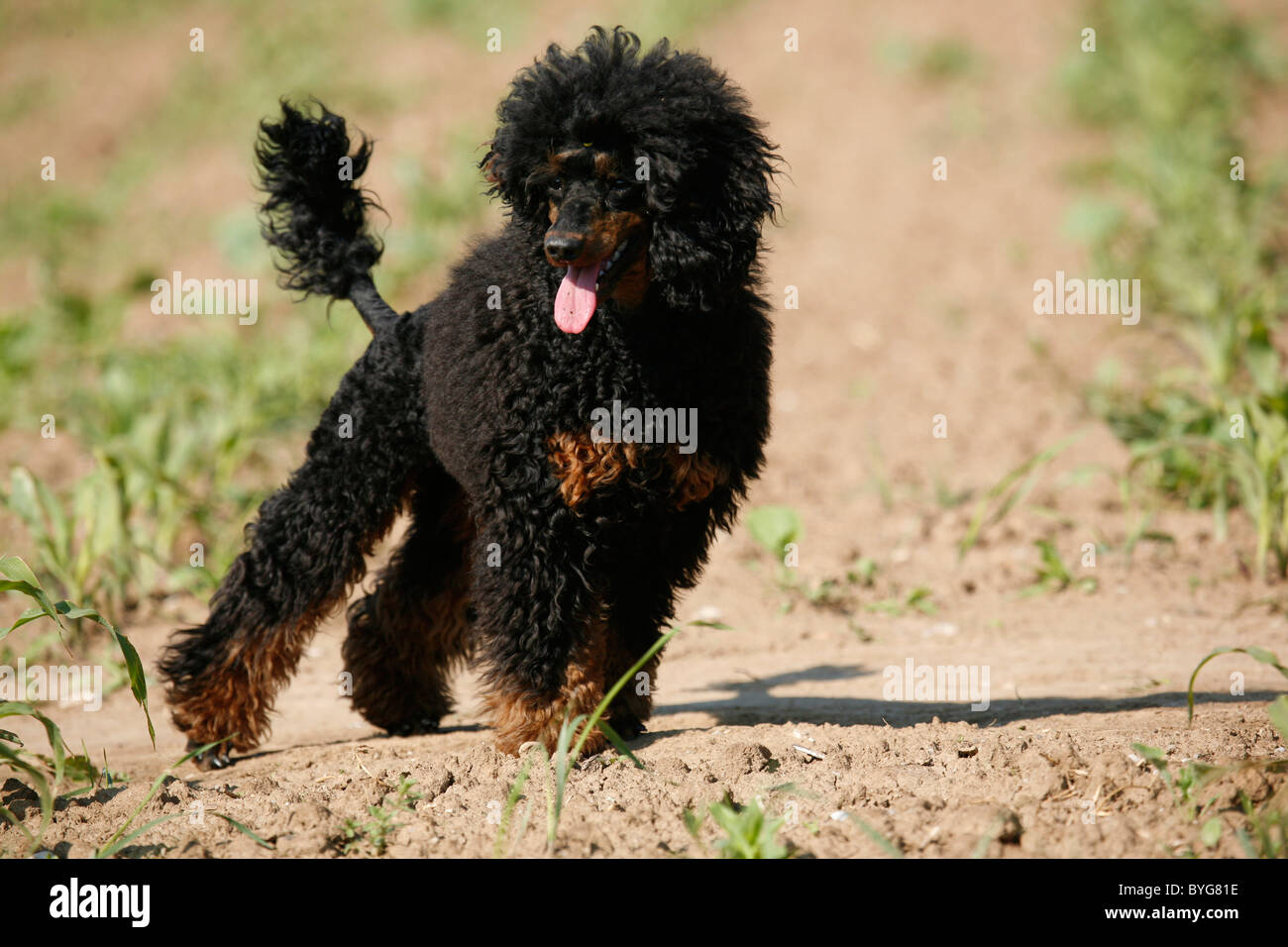 Pudel Dame / Poodle Stock Photo - Alamy