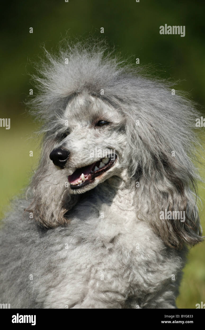 Silver locks hi-res stock photography and images - Alamy