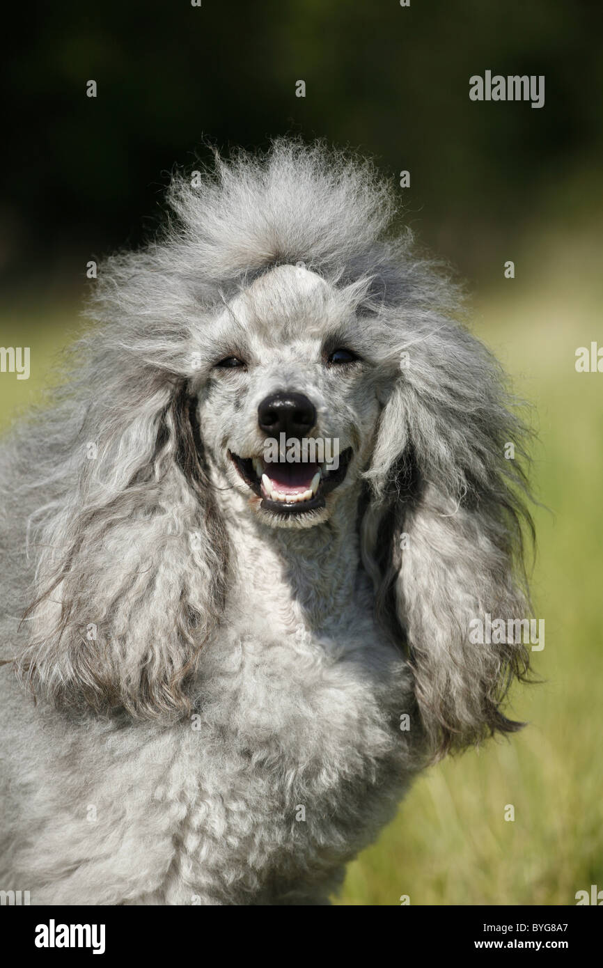 Silberpudel / silver poodle Stock Photo - Alamy