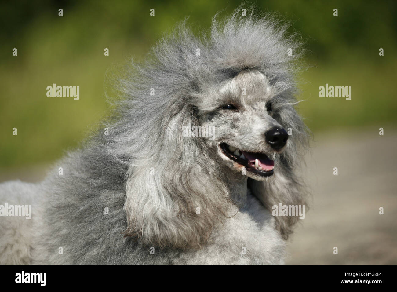 Silver poodle hi-res stock photography and images - Alamy