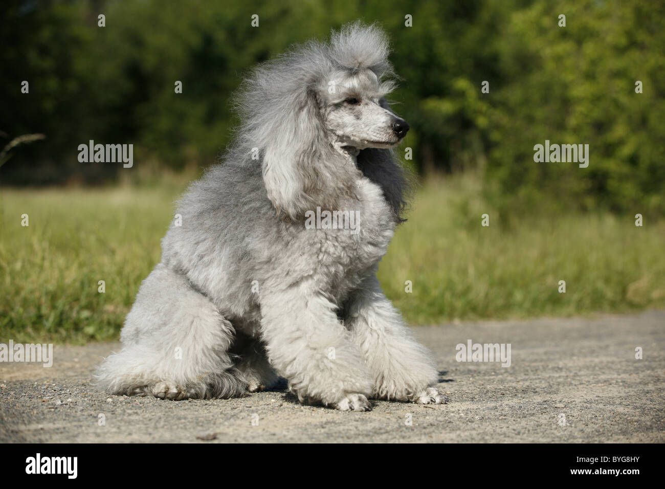 Sitting silver poodle hi-res stock photography and images - Alamy