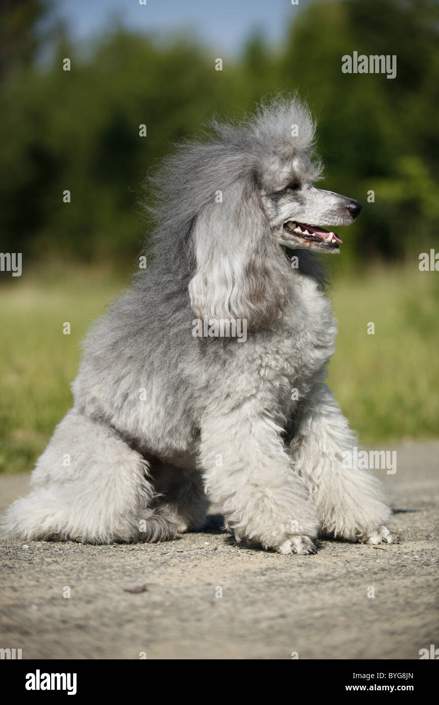 Sitting silver poodle hi-res stock photography and images - Alamy