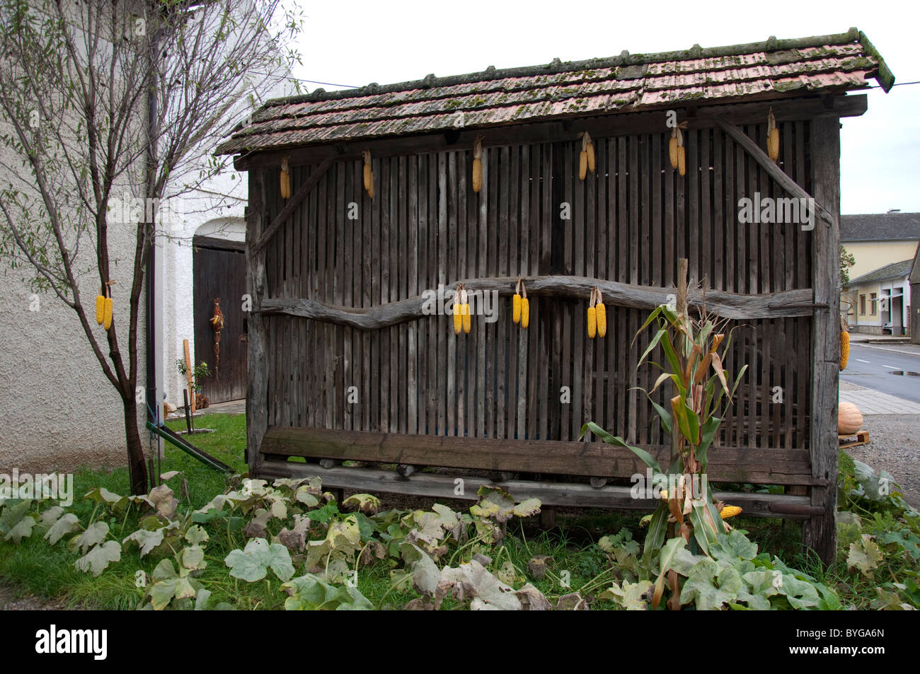 Maize, Corn (Zea mays). Drying shed for corn cobs in Halbthurn, Lake ...