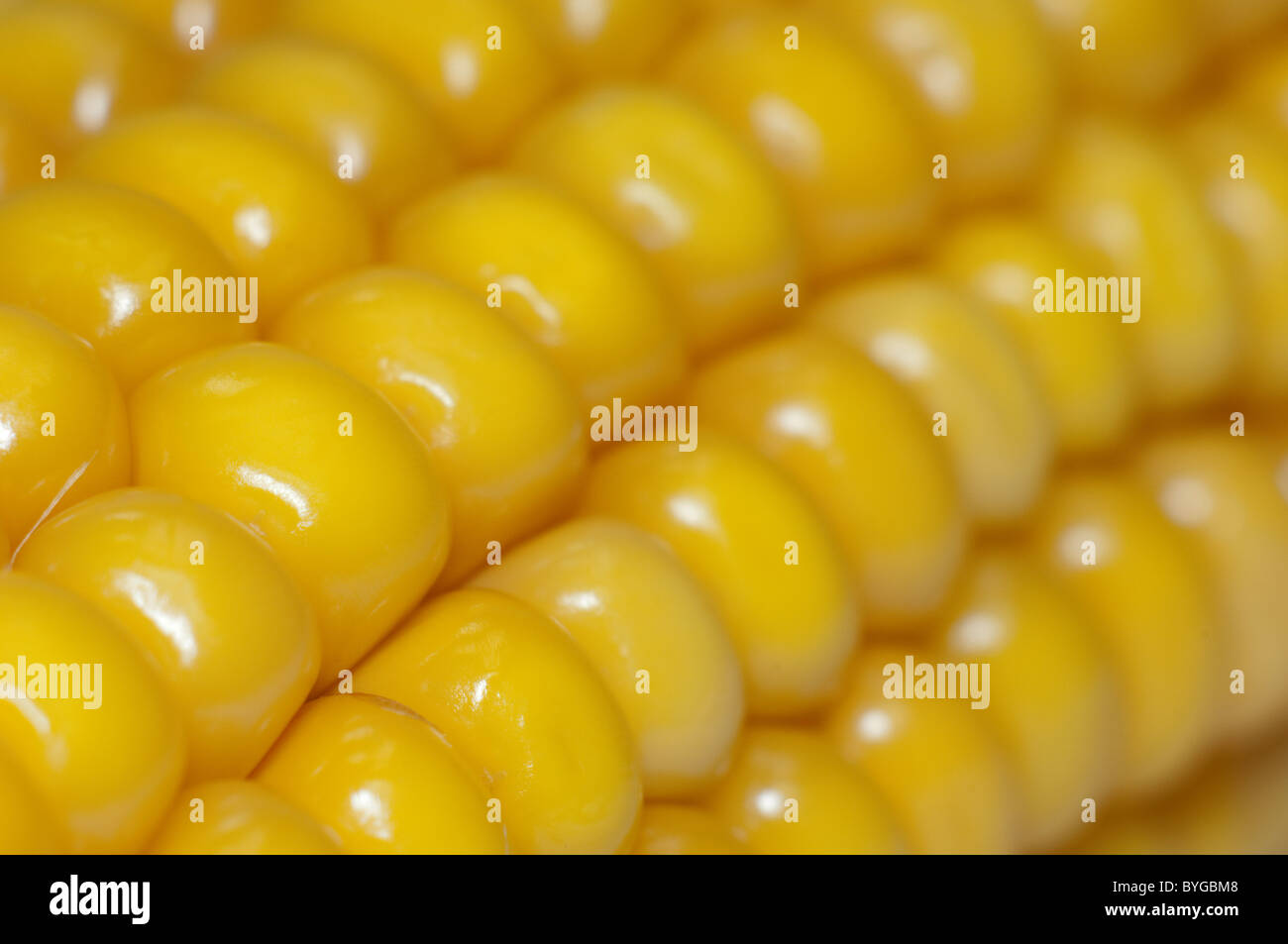Fodder corn hi-res stock photography and images - Alamy