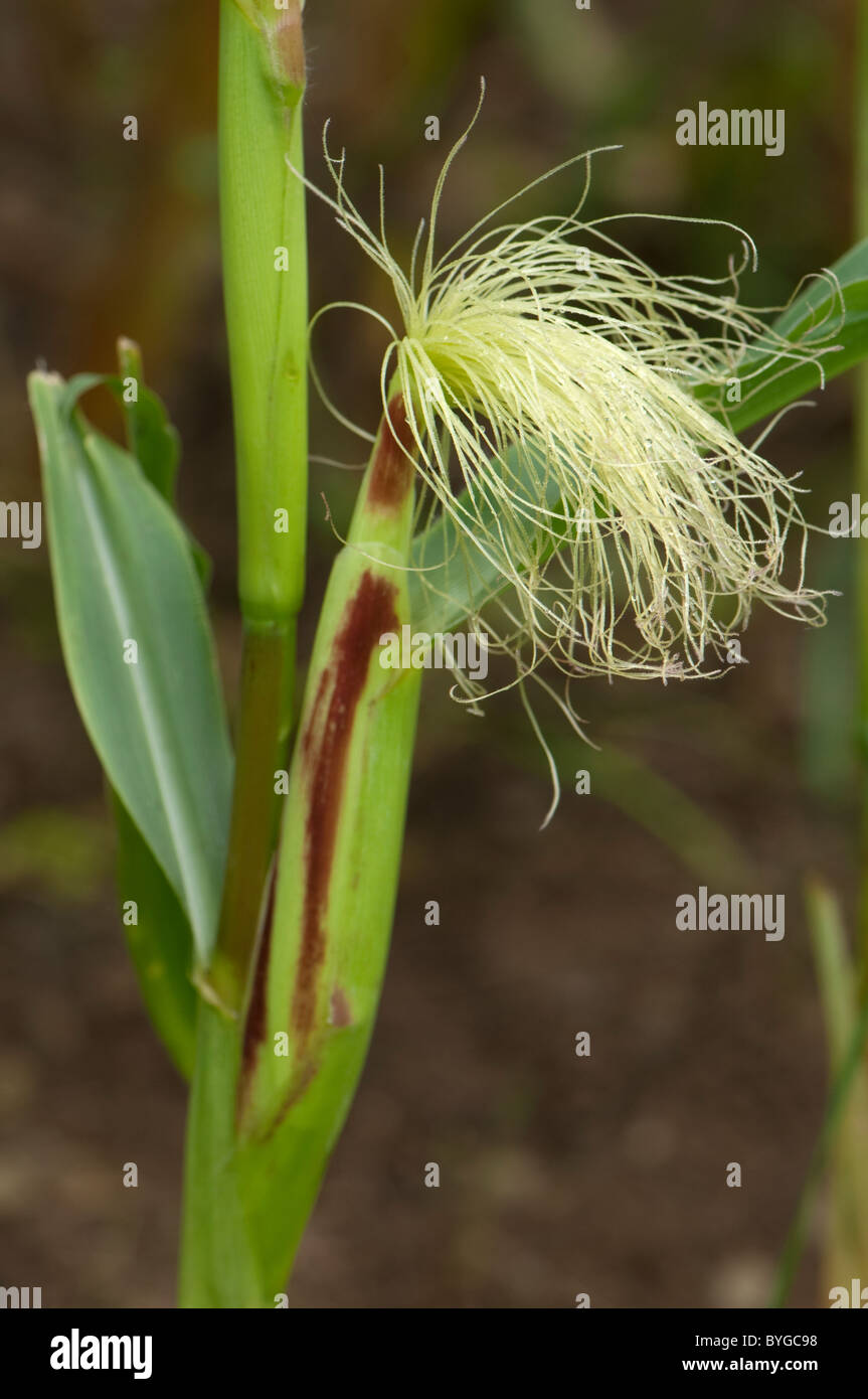 Maize, Corn (Zea mays). Stalk with female inflorescence with young silk ...