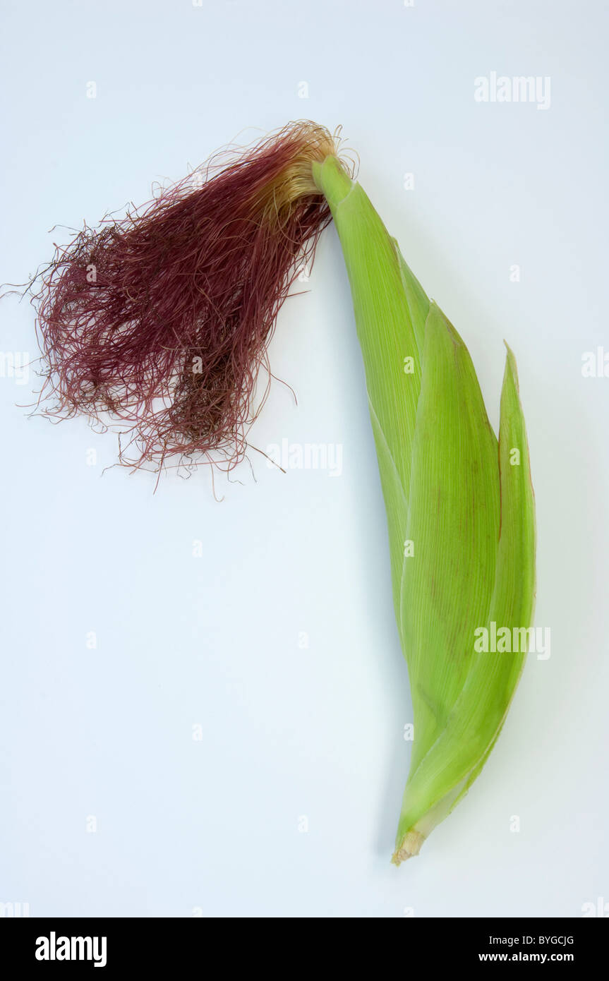 Maize, Corn (Zea mays). Female inflorescence. Studio picture against a ...