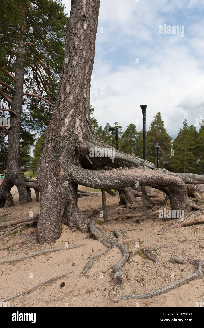 Plant with roots exposed hi-res stock photography and images - Alamy