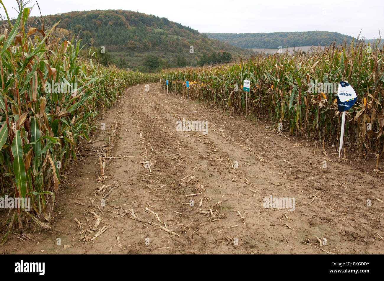 Maize, Corn (Zea mays). Field with experimental plots Stock Photo - Alamy
