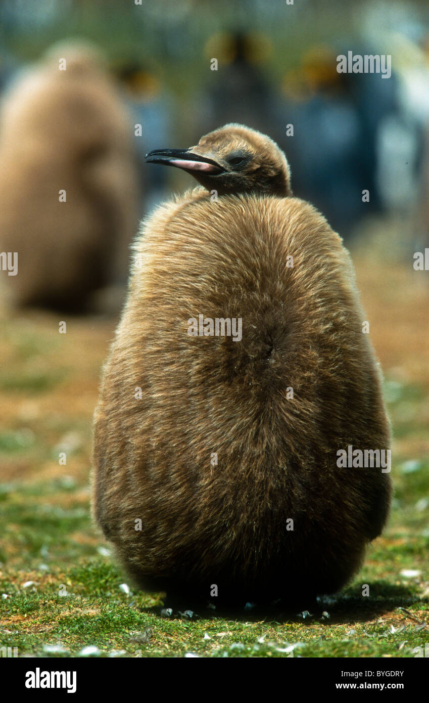 King penguin chick, Aptenodytes patagonica, Volunteer Point, E ...