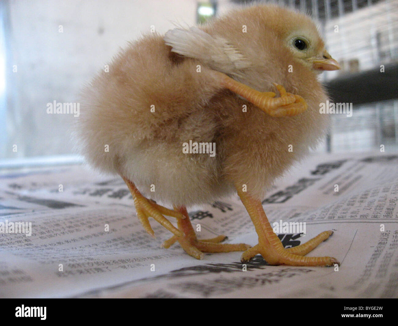 CHICK WITH EXTRA LEGS This poor little chick was born with a very ...