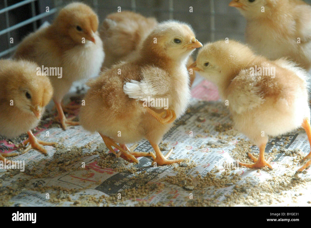 CHICK WITH EXTRA LEGS This poor little chick was born with a very ...