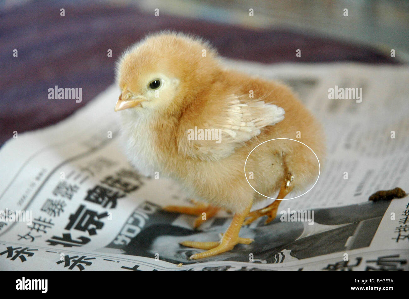 CHICK WITH EXTRA LEGS This poor little chick was born with a very ...