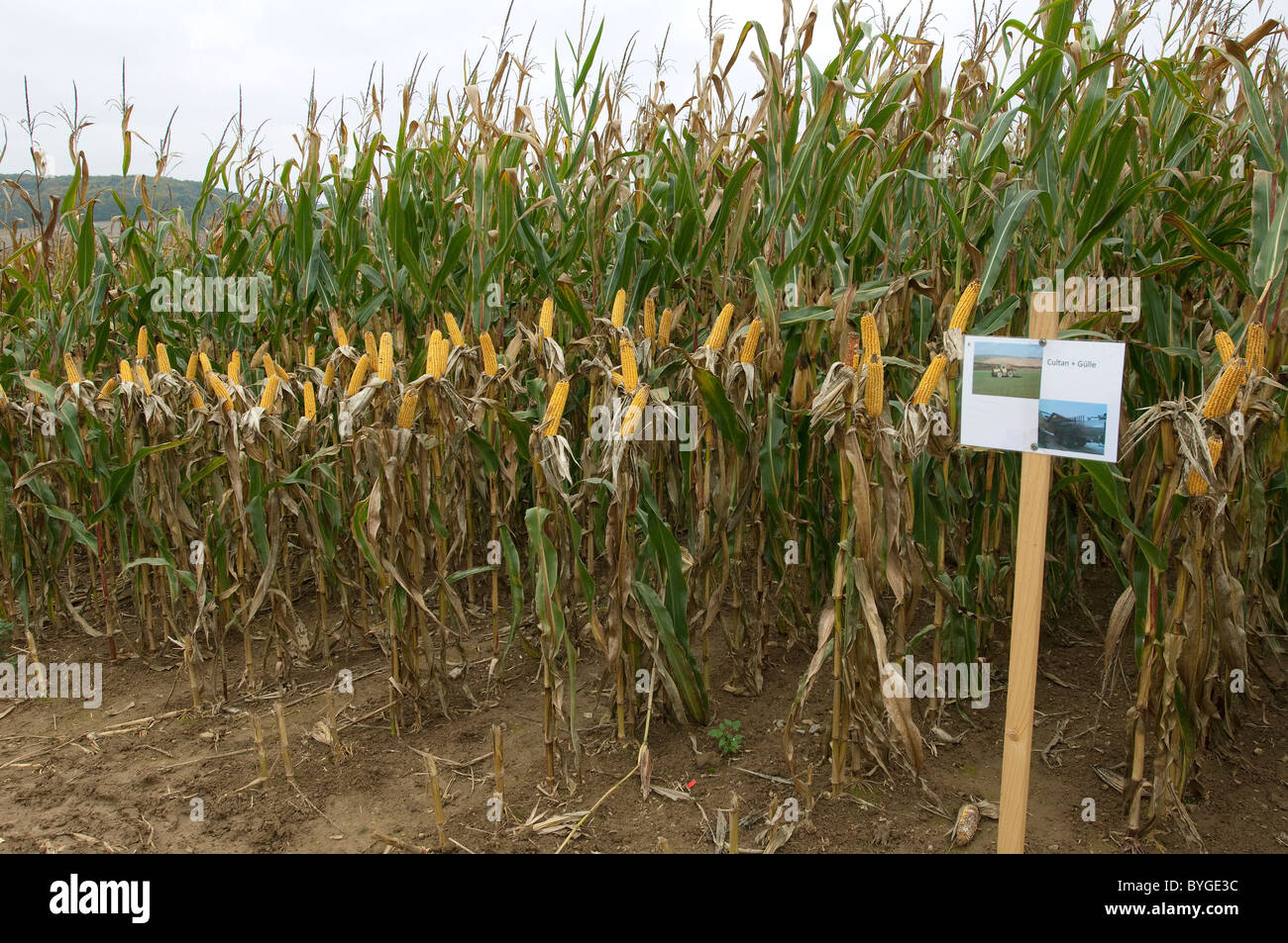 Maize, Corn (Zea mays). Field with experimental plots Stock Photo - Alamy