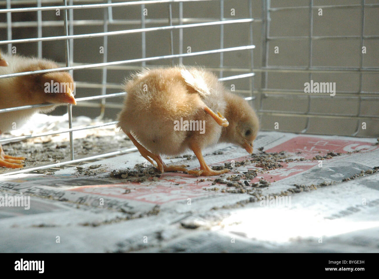 CHICK WITH EXTRA LEGS This poor little chick was born with a very ...