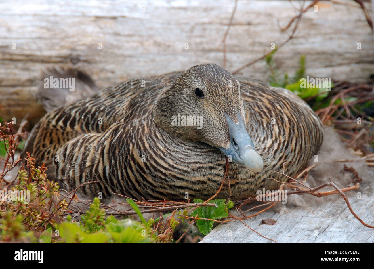 Common Eider, American eider, big sea duck, black and white coot or ...