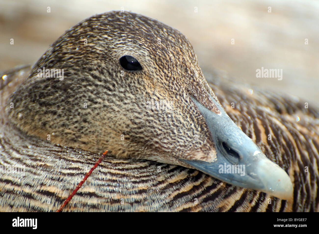 Portrait of the Common Eider, American eider, big sea duck, black and ...