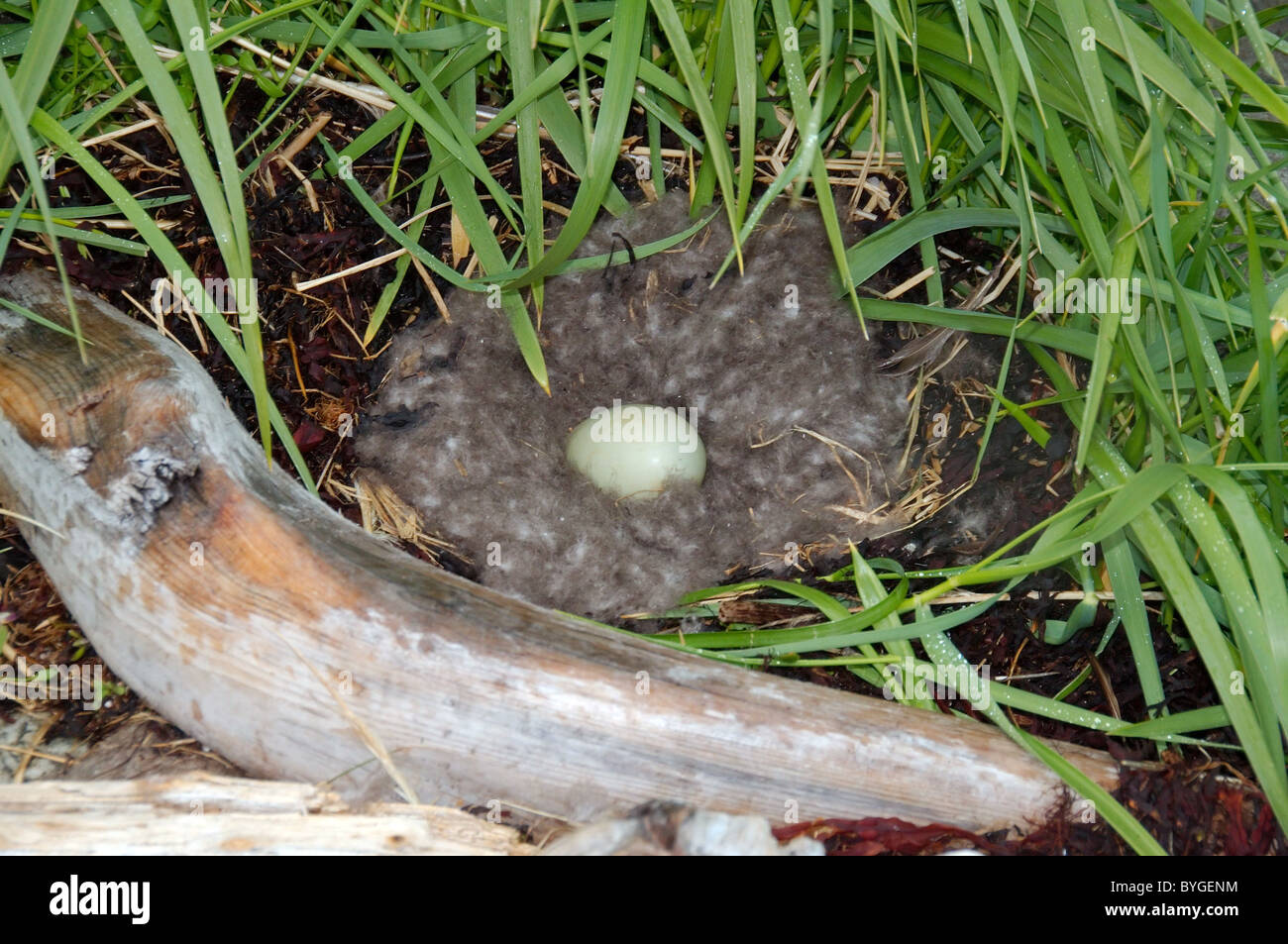 Nest with one egg Common Eider, American eider, big sea duck, black and ...