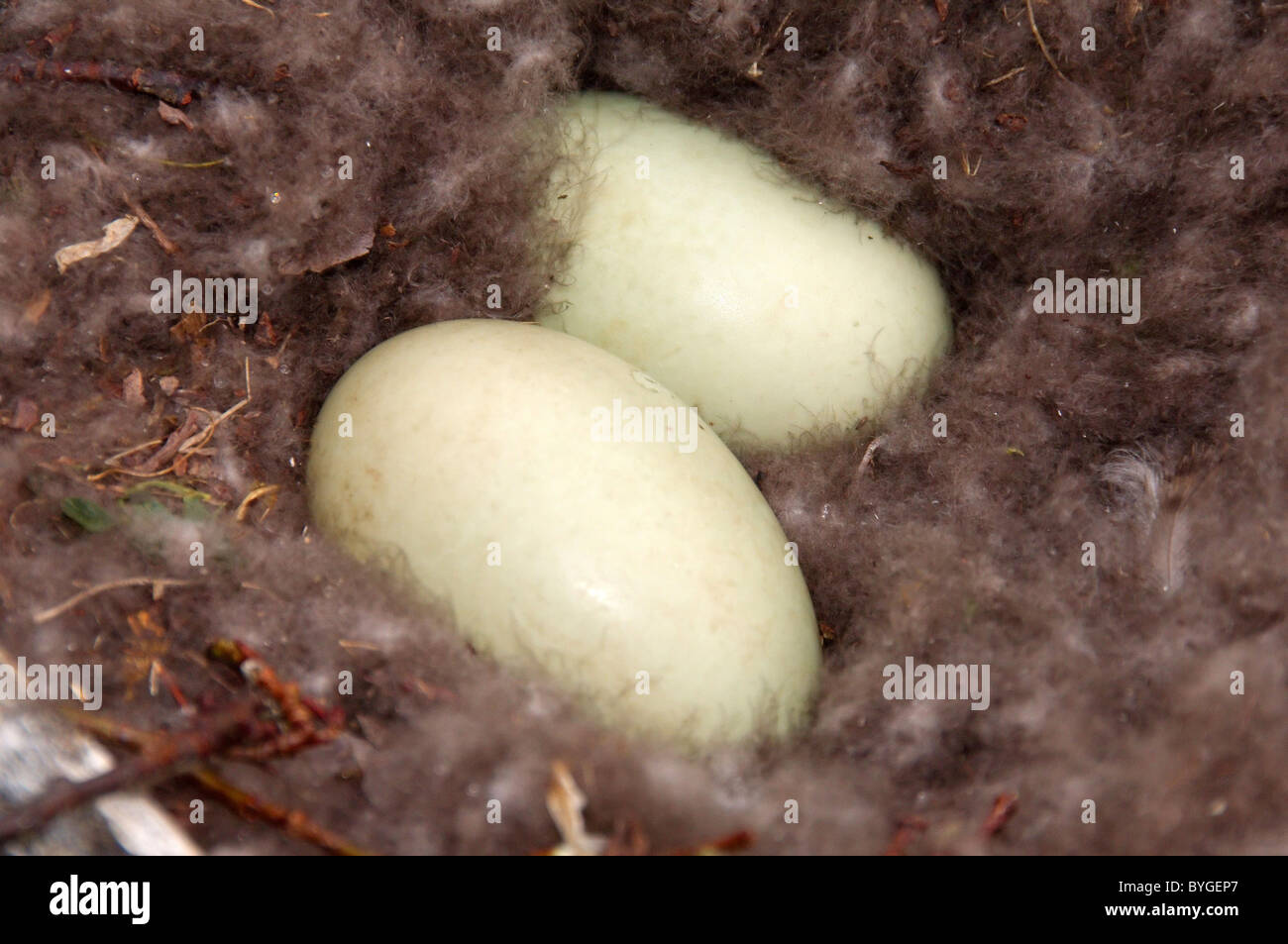 Black isle eggs hi-res stock photography and images - Alamy