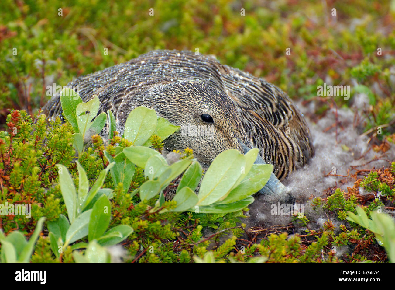 American coot nest hi-res stock photography and images - Alamy