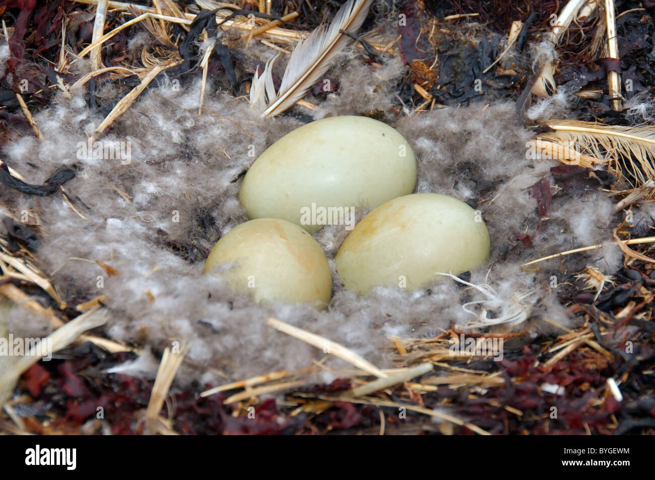Nest with three eggs Common Eider, American eider, big sea duck, black ...