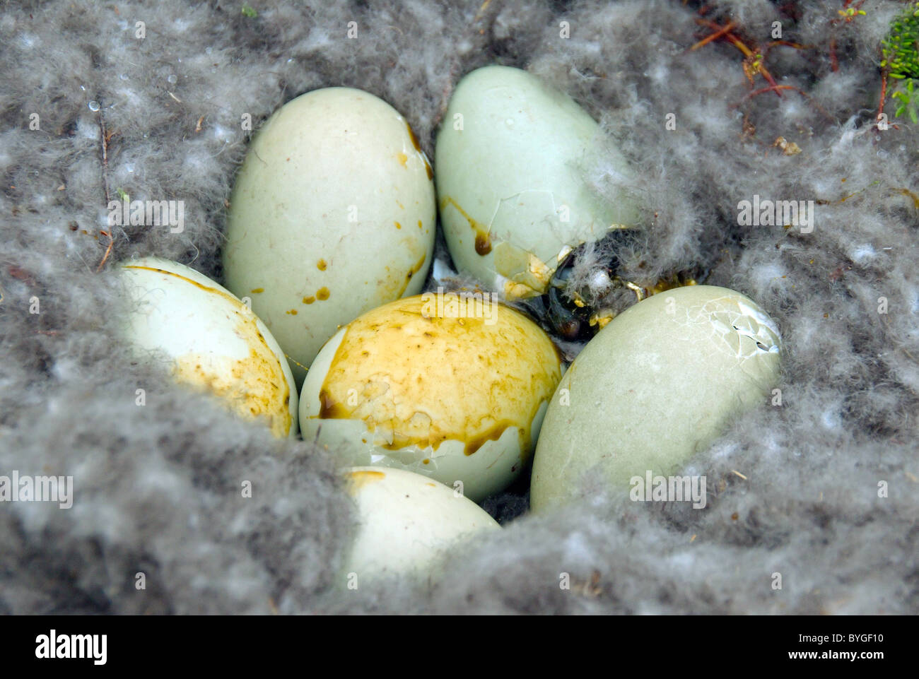 Nest with eggs Common Eider, American eider, big sea duck, black and ...