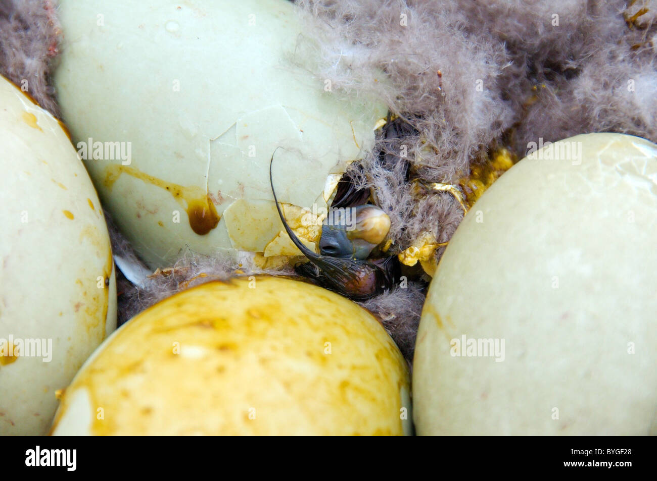 hatching duckling in nest with eggs Common Eider, American eider, big ...