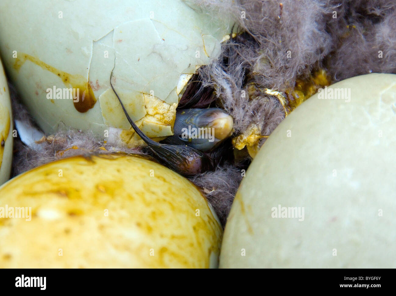 hatching duckling in nest with eggs Common Eider, American eider, big ...
